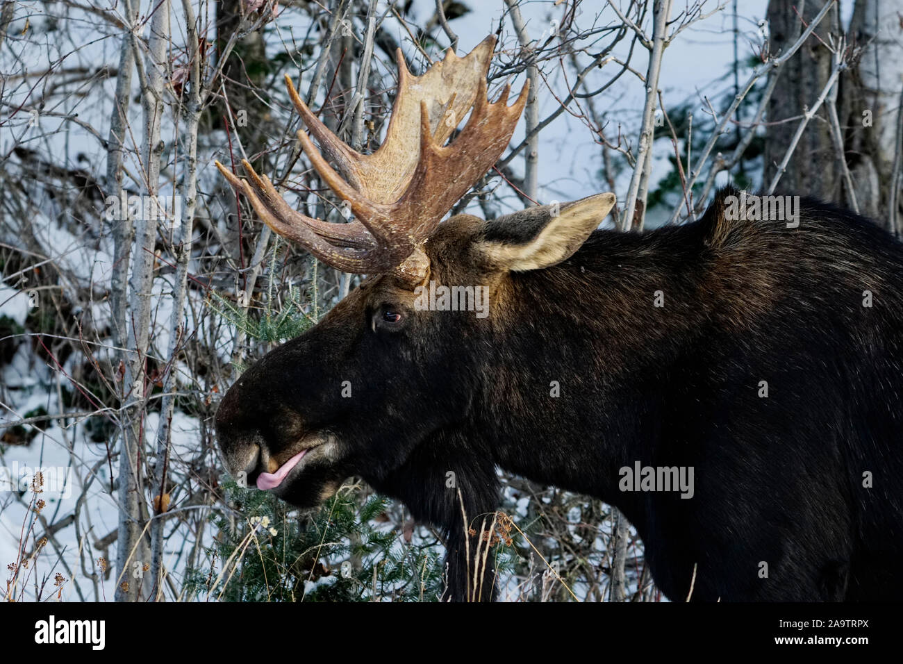 Alces alces, wild male mature moose with big antlers, neck bell like ...