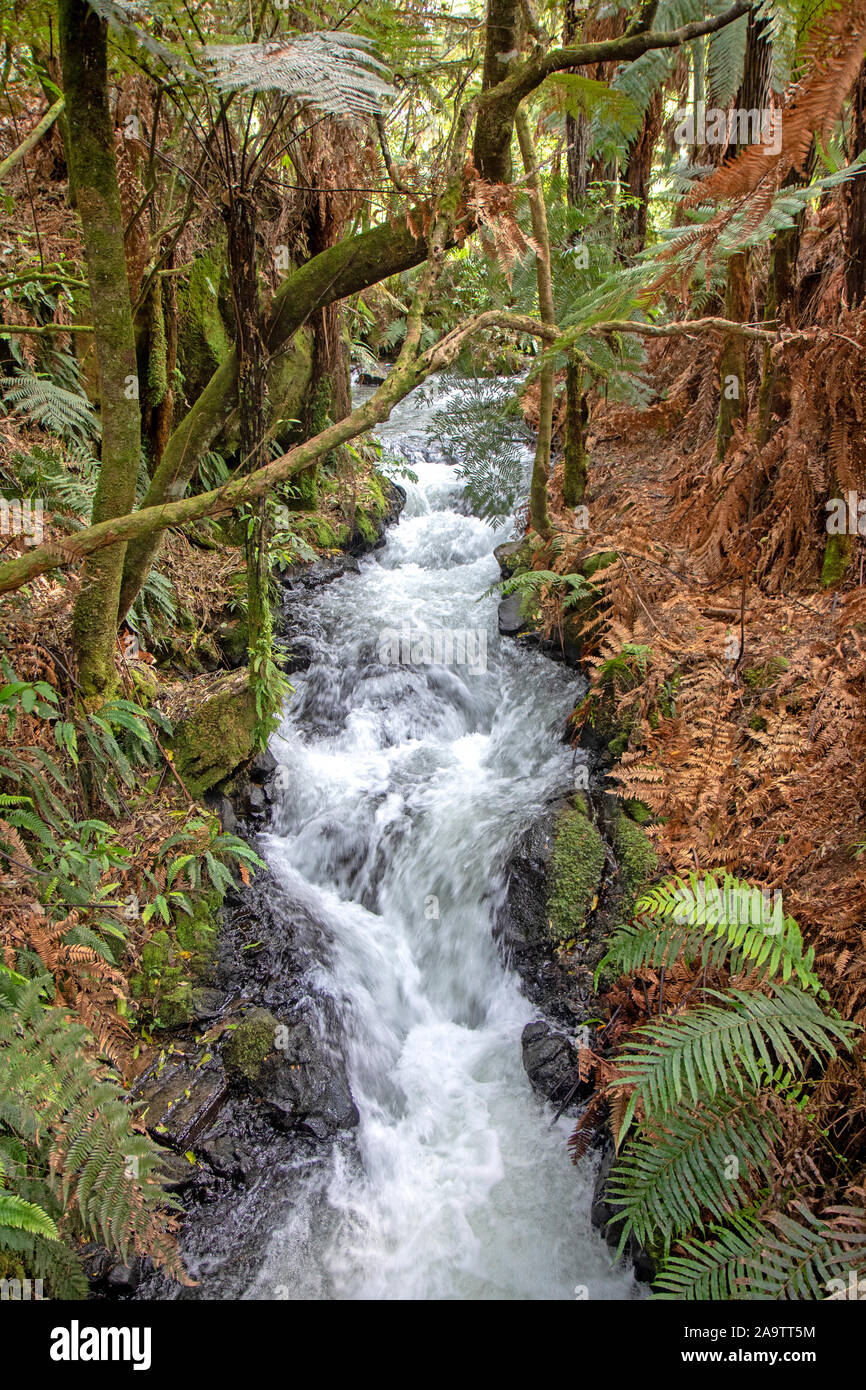Wairoa Stream pouring towards Lake Tarawera Stock Photo - Alamy