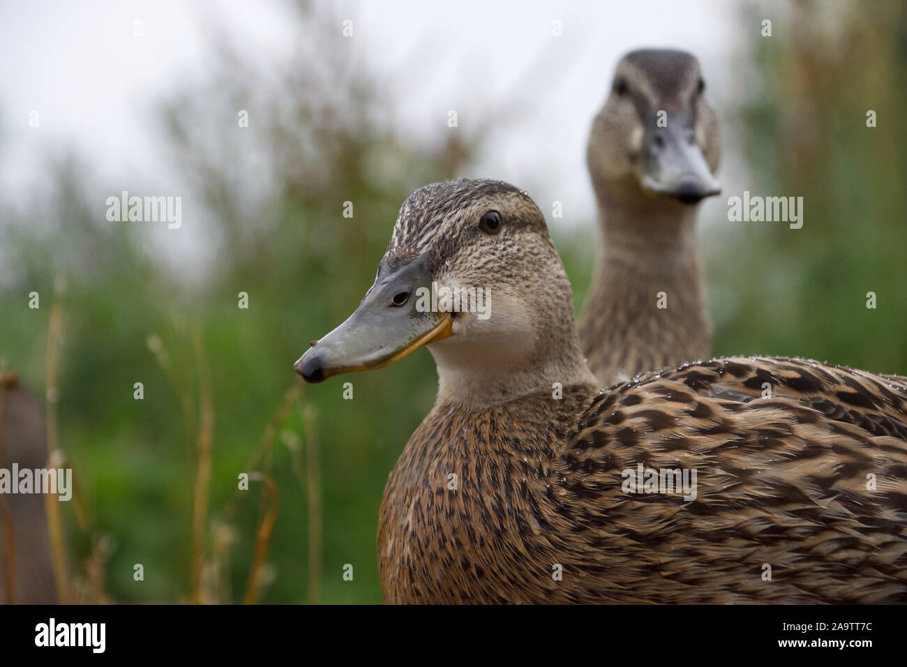 Two beautiful female wild mallard ducks, one looking directly into the ...