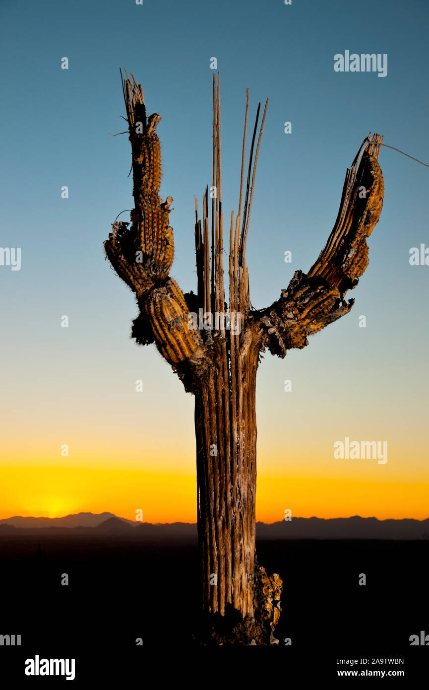 Things Made From Dead Saguaro Cactus