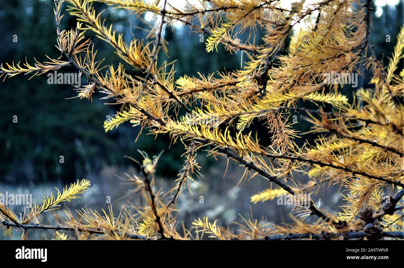 Golden tamarack hi-res stock photography and images - Alamy