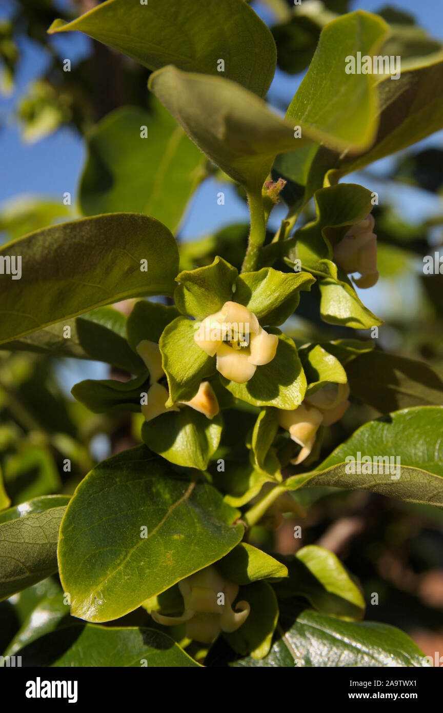 Persimmon persimmon tree branch bright red with some flowers in early ...