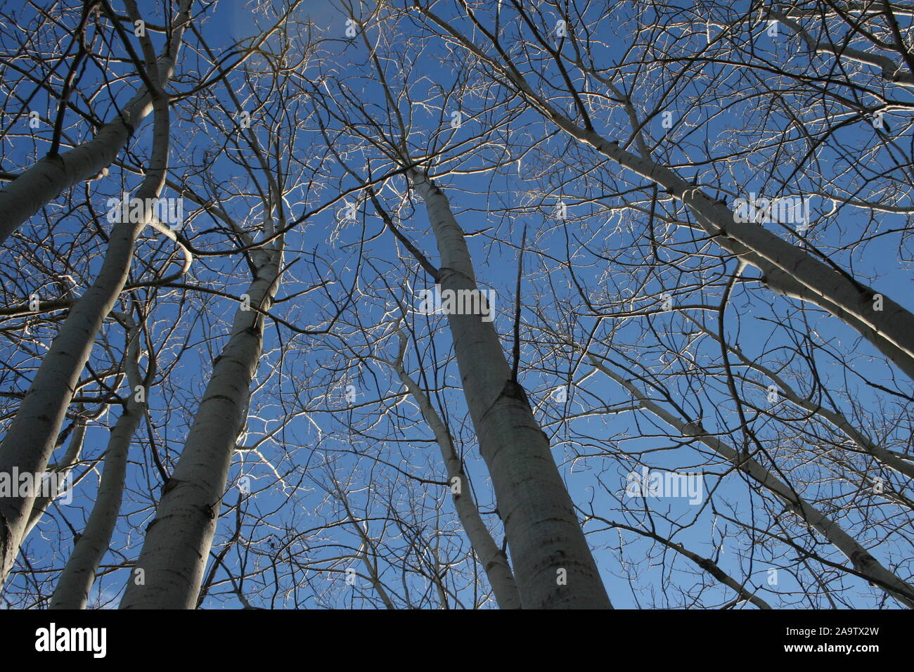 Appalachian Mountains Trees Stock Photo - Alamy