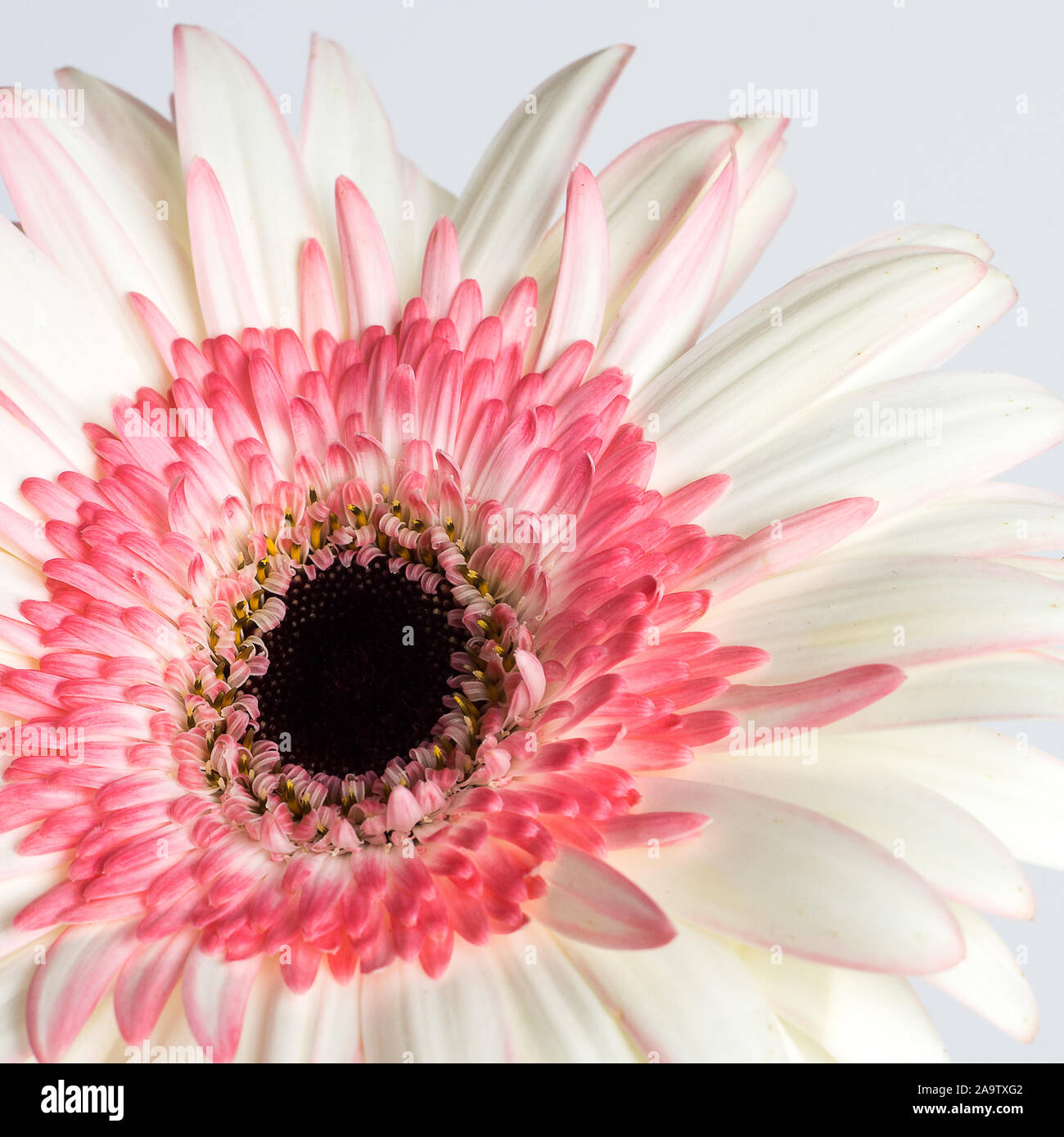 White gerbera hi-res stock photography and images - Alamy