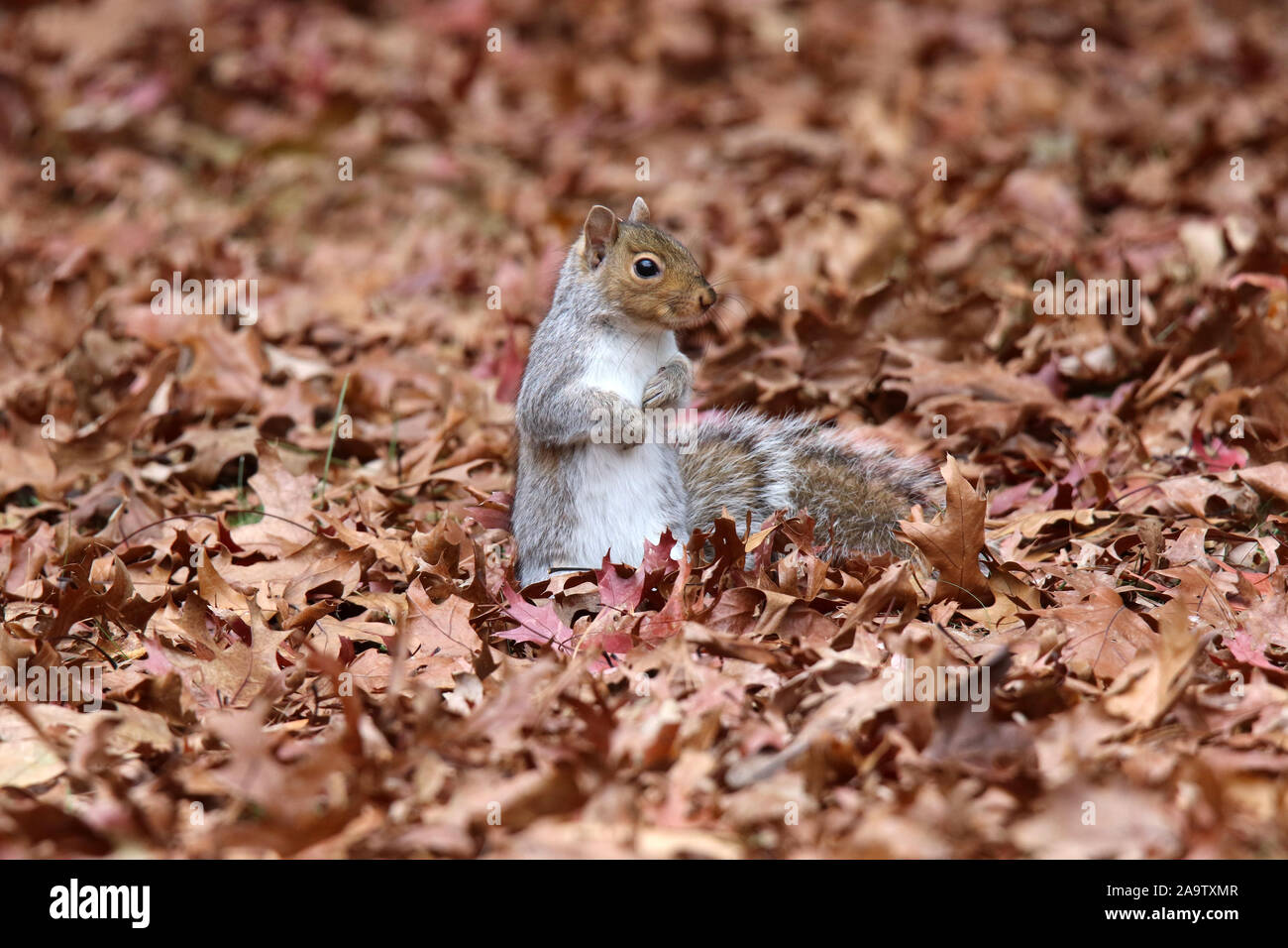 Silver gray squirrel hi-res stock photography and images - Alamy