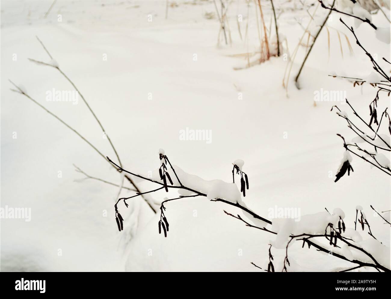 Winter scene in rural Ontario Stock Photo - Alamy