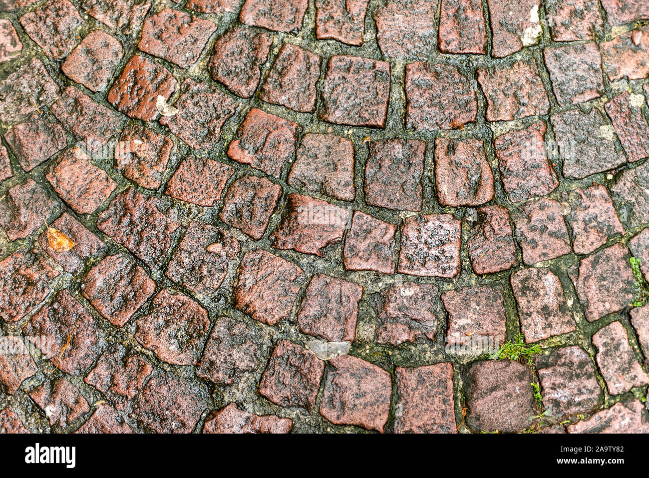 Wet or moist Brick pavement tile texture background. top view Stock ...