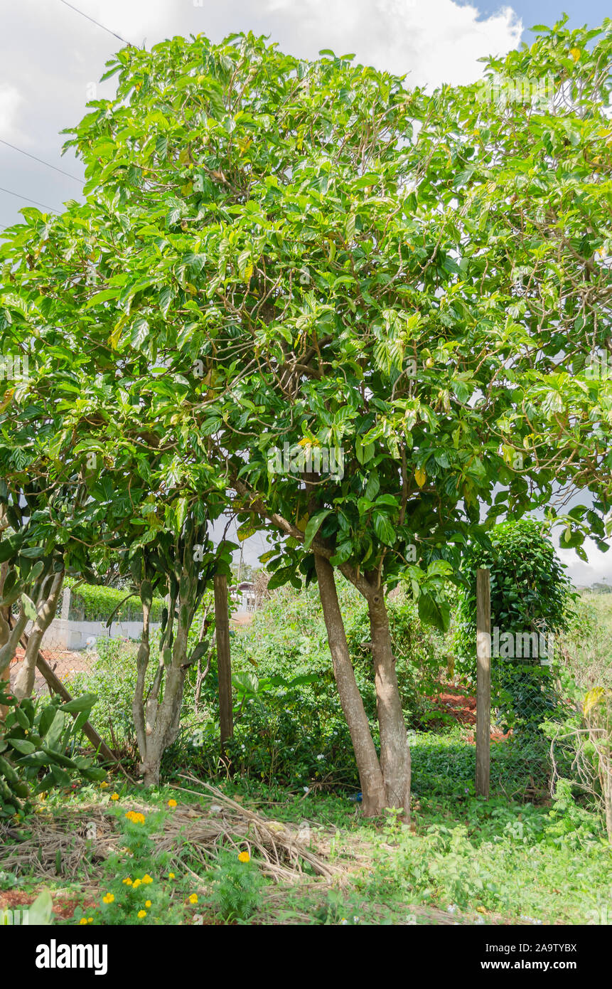 Noni tree hi-res stock photography and images - Alamy