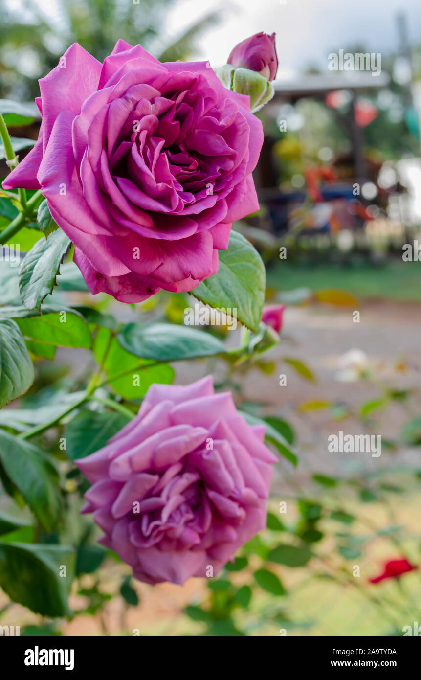 Hybrid tree rose hi-res stock photography and images - Alamy