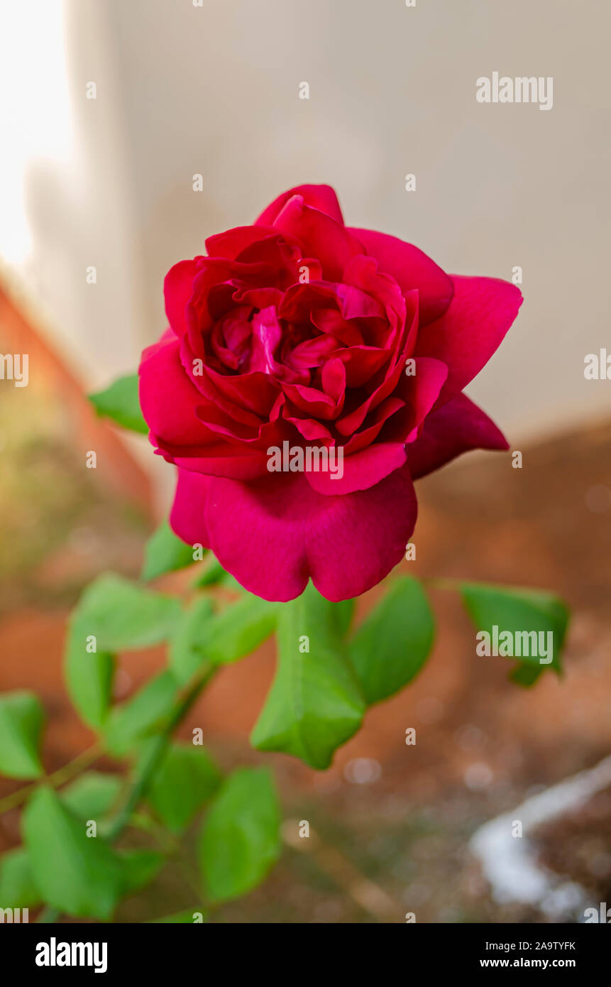 Open Tea Rose Flowers Stock Photo - Alamy