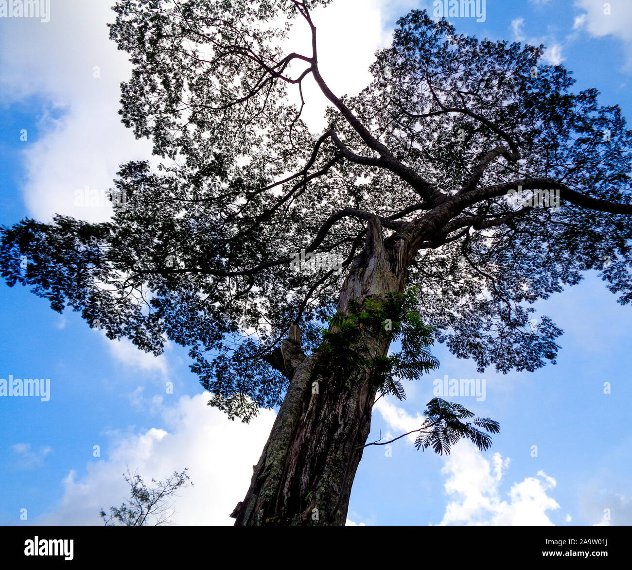 Artistic tree hi-res stock photography and images - Alamy