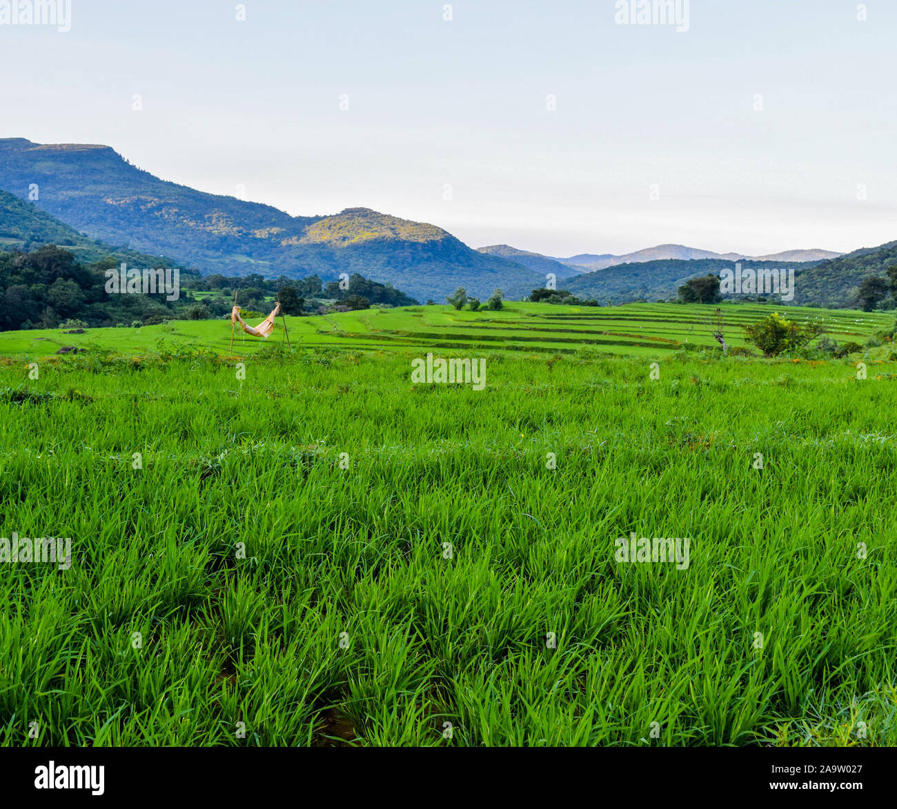 Paddy field pattern hi-res stock photography and images - Alamy
