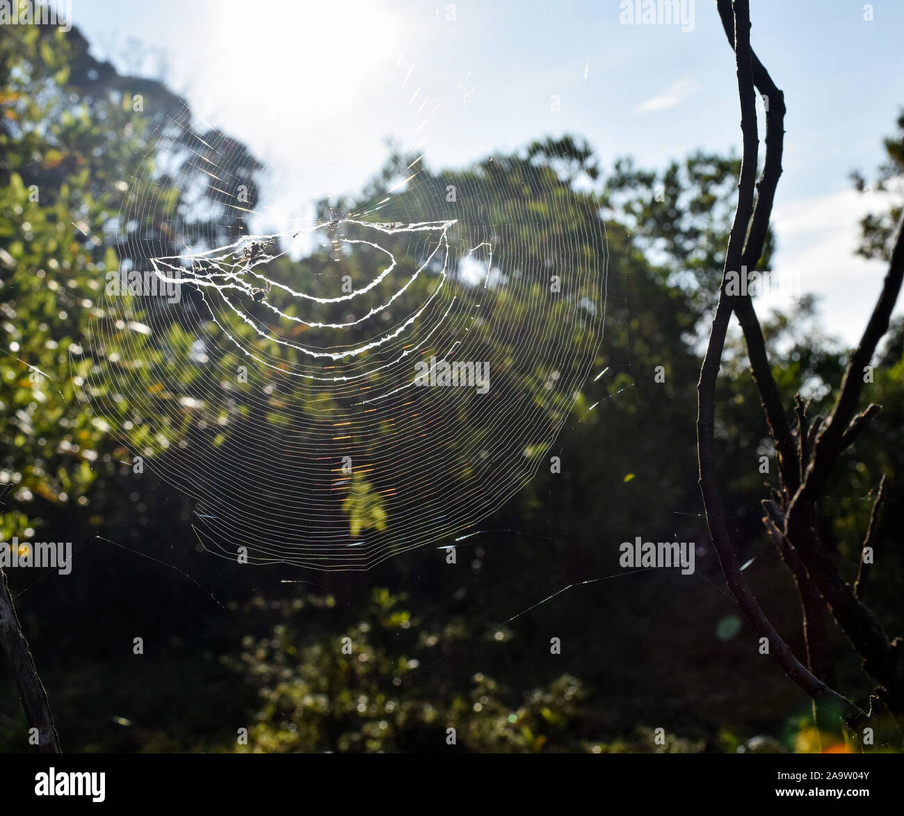 Huge spider web hi-res stock photography and images - Alamy