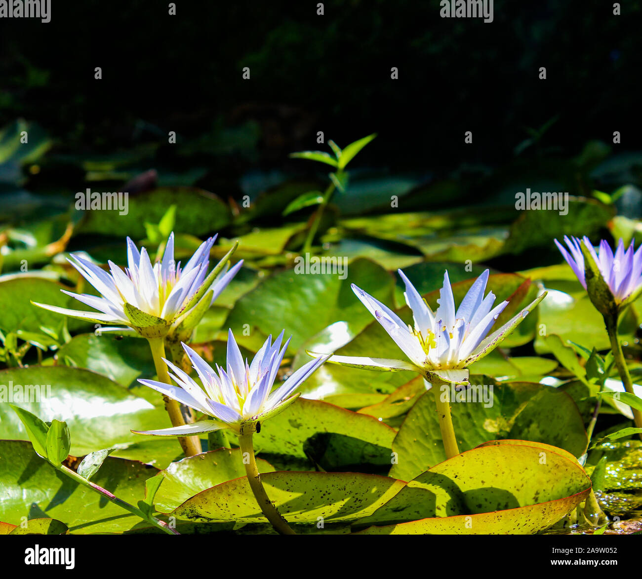 Beautiful fresh lily flowers in pond Stock Photo - Alamy