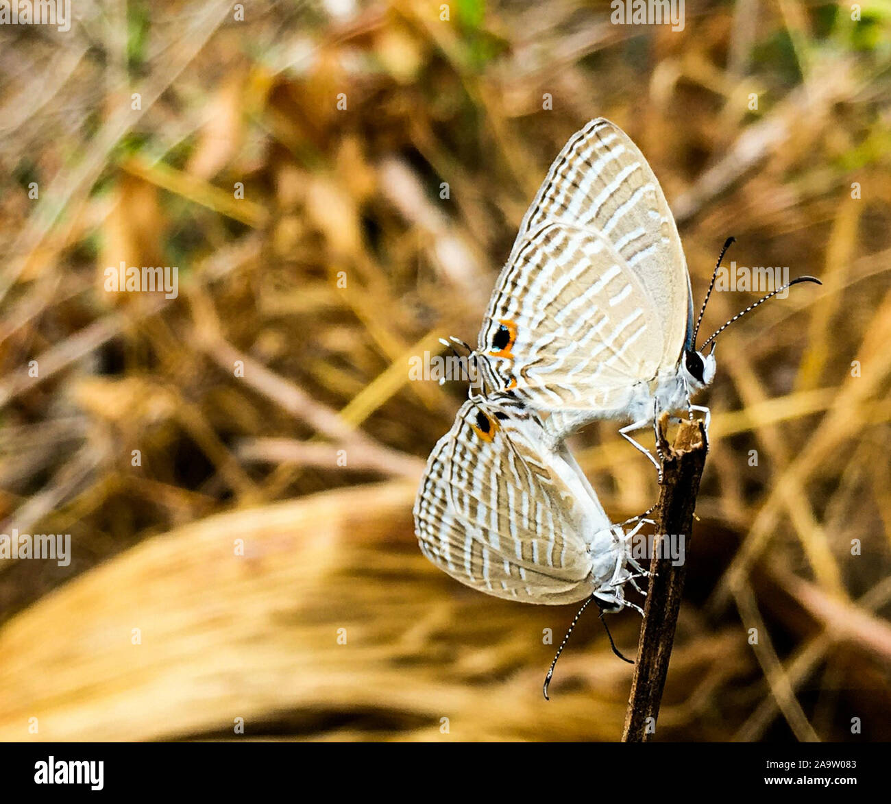 White butterflies hi-res stock photography and images - Alamy