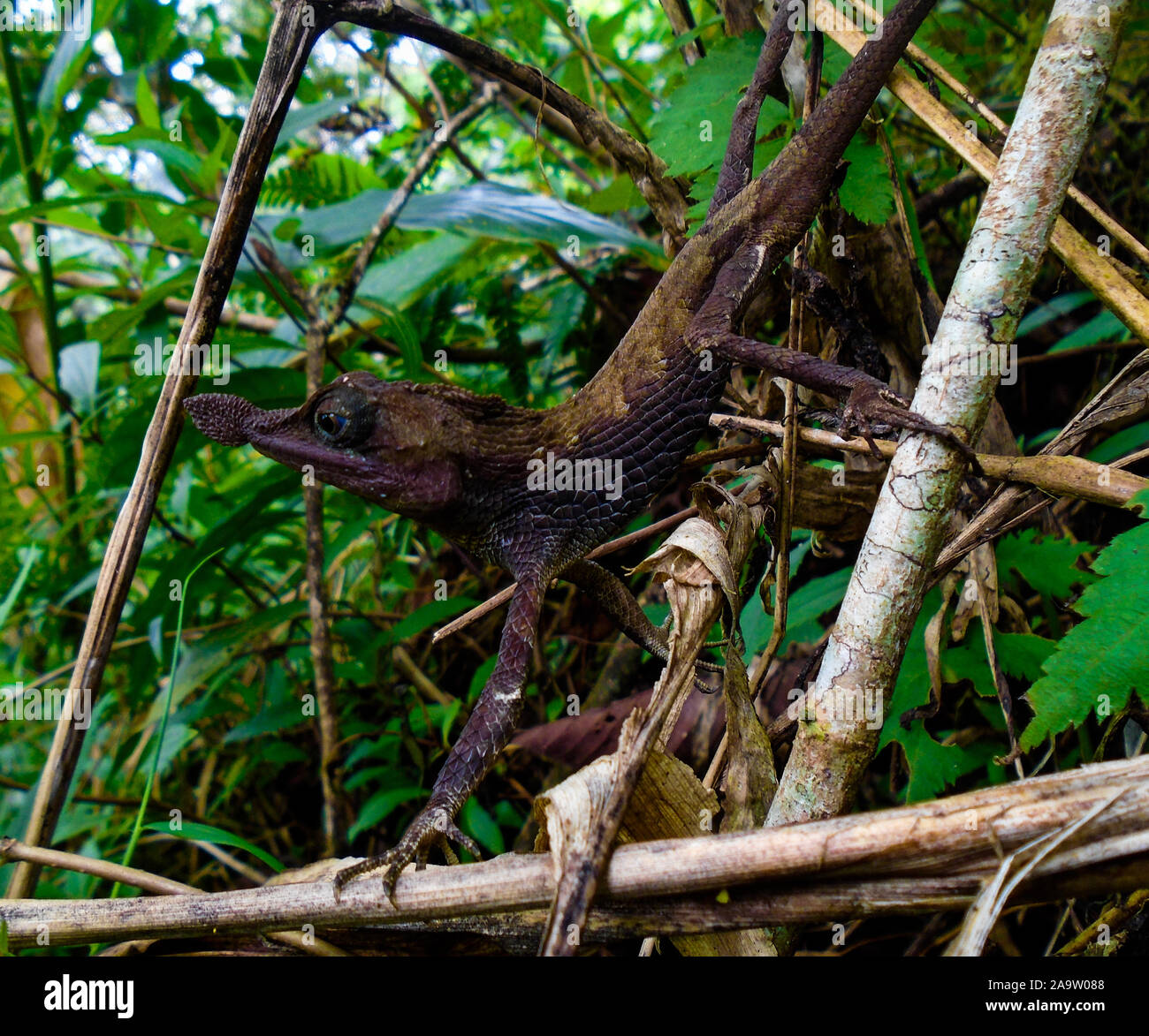 Wlid animals hi-res stock photography and images - Alamy