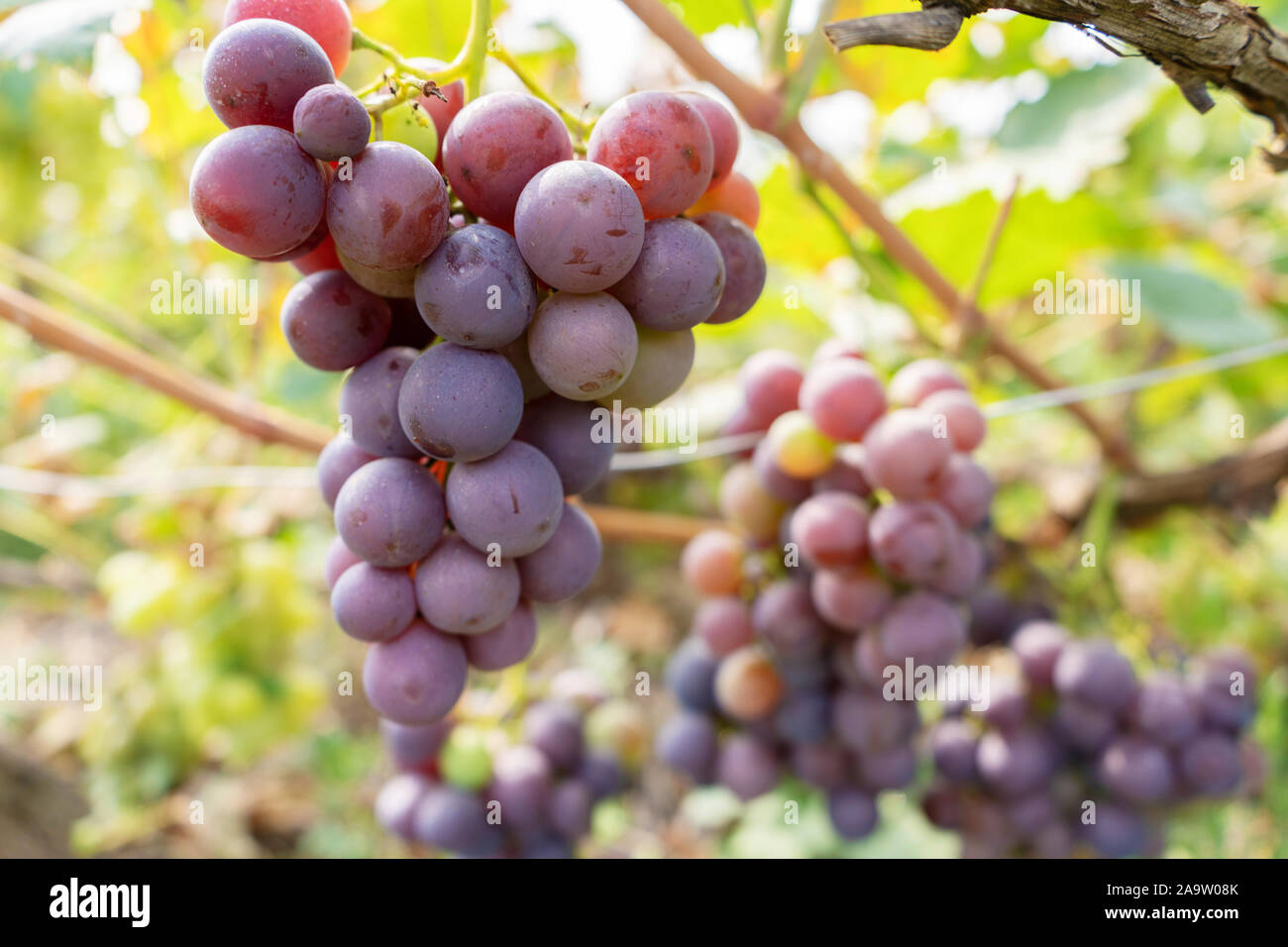 intertwined juicy fruit of grapes in a green garden Stock Photo - Alamy