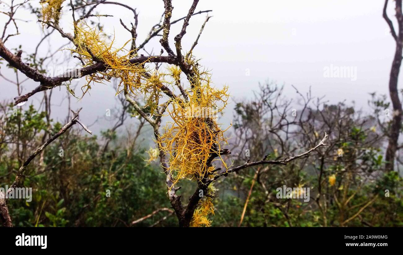 Yellowish roots on the tree trunk , water bubbles. Capture from ...