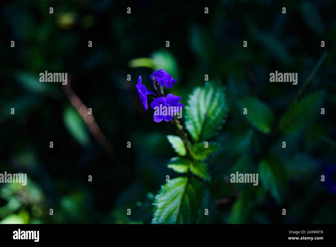 Isolated beautiful blue flowers bunch , capture from jungle Stock Photo ...