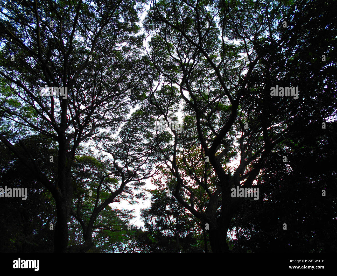 Shady pathway hi-res stock photography and images - Alamy