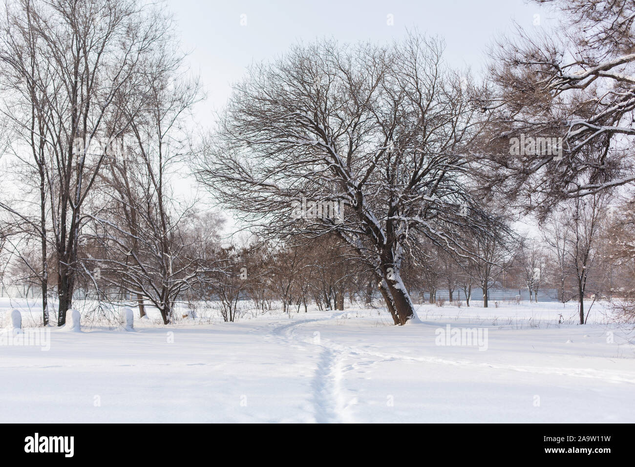 Winter landscape. Field covered with snow and bald trees Stock Photo ...