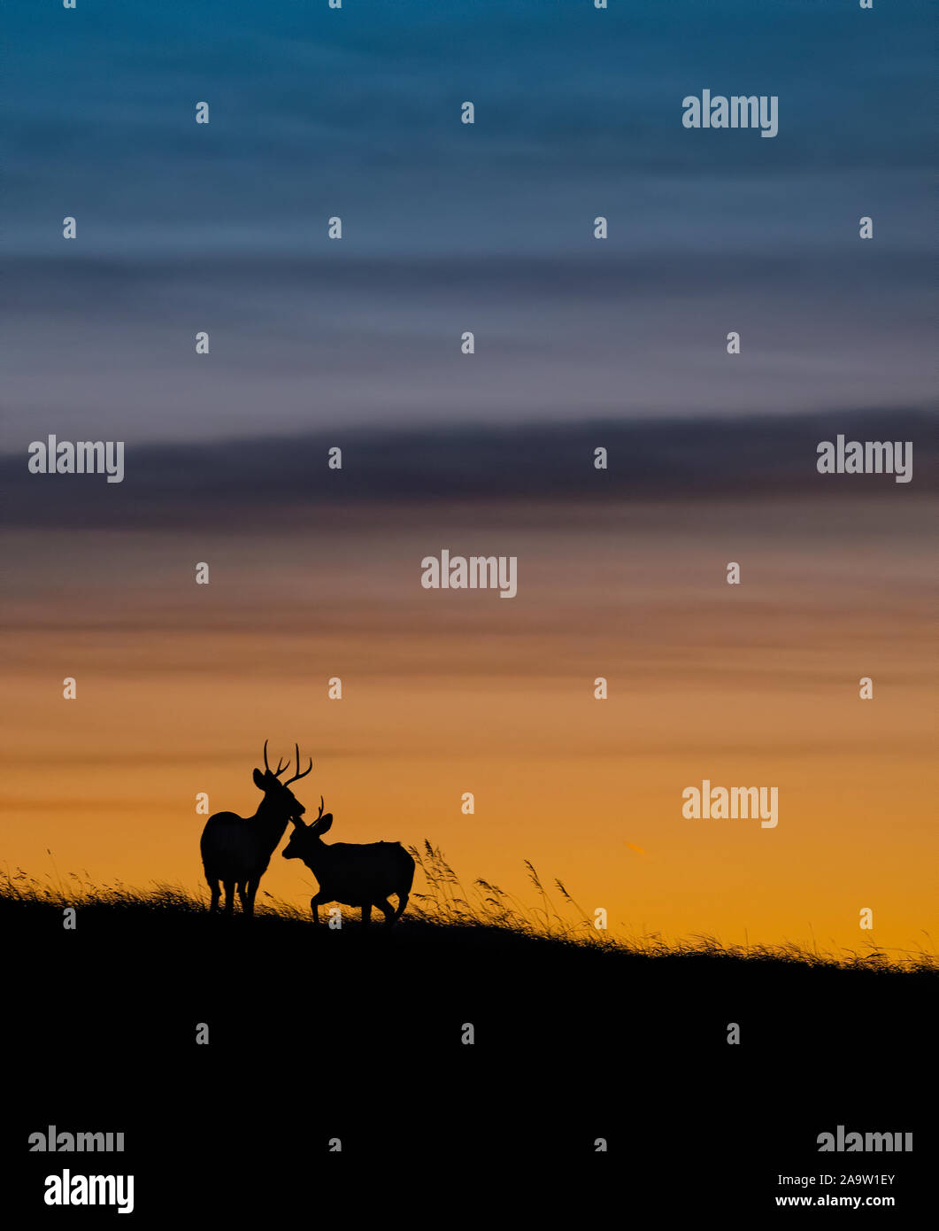 Silhouette of Elk at Sunset Stock Photo - Alamy