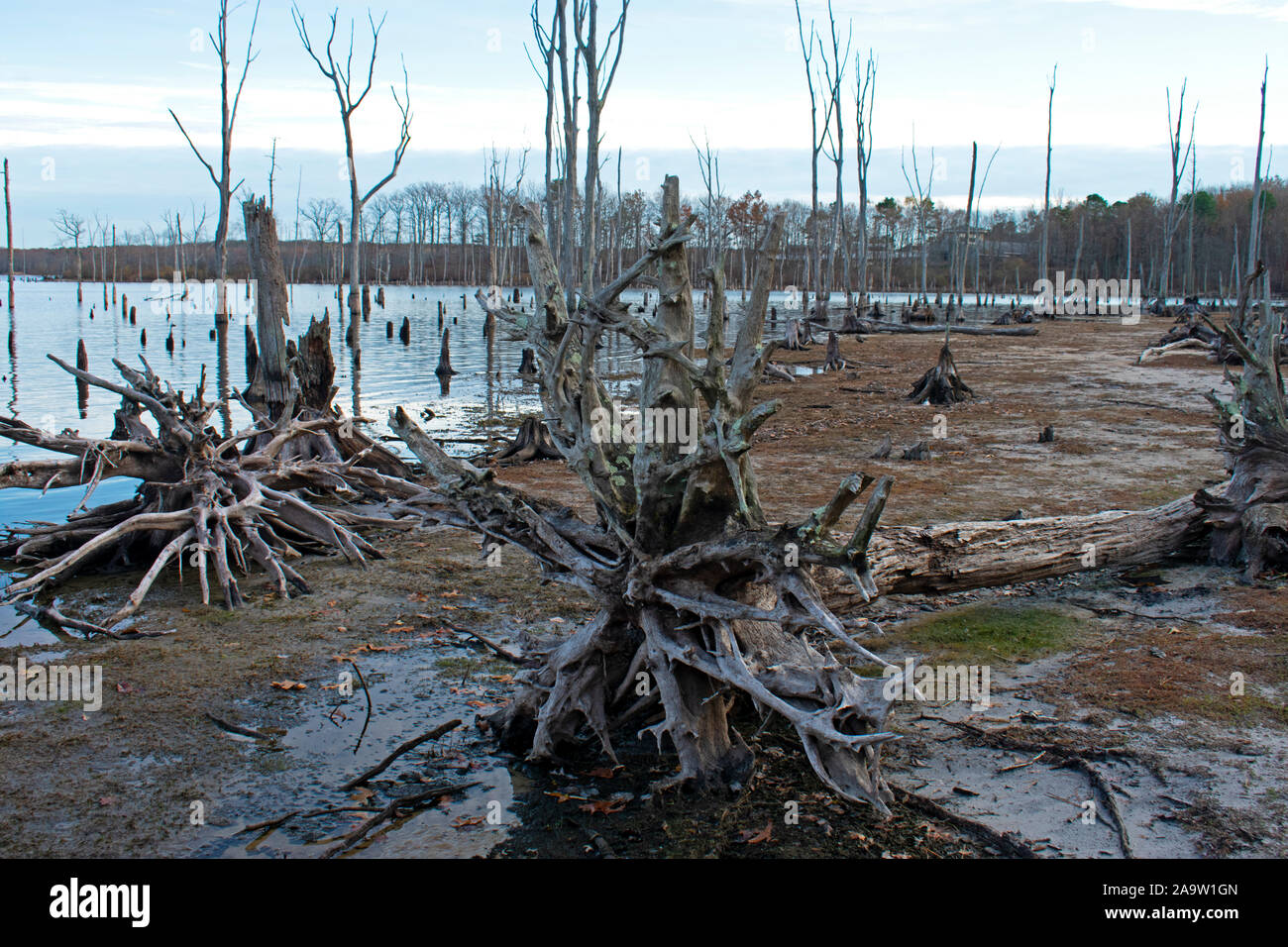 Dead trees with exposed root systems line the Manasquan Reservoir lake ...