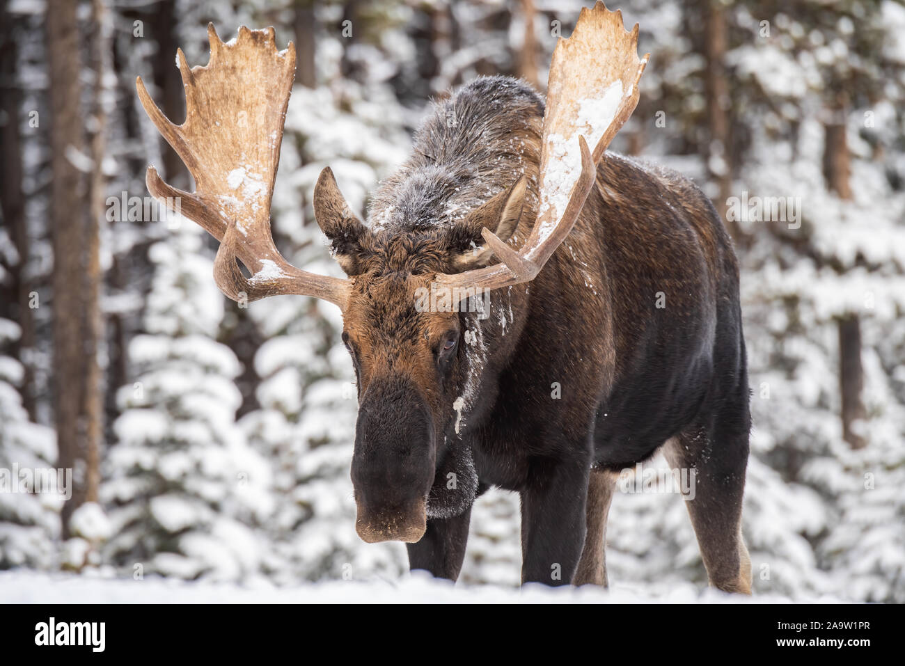 Stare moose hi-res stock photography and images - Alamy