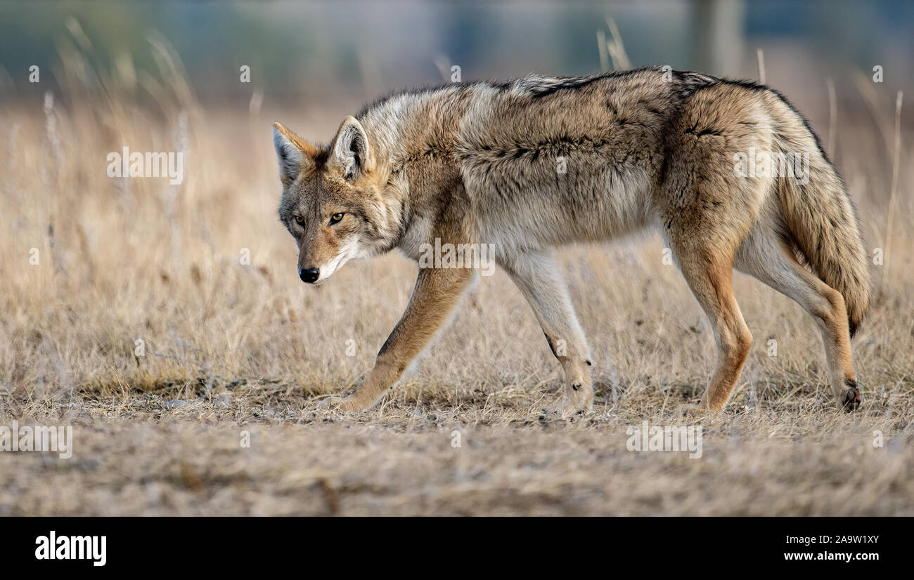 Coyote in Banff Canada Stock Photo - Alamy