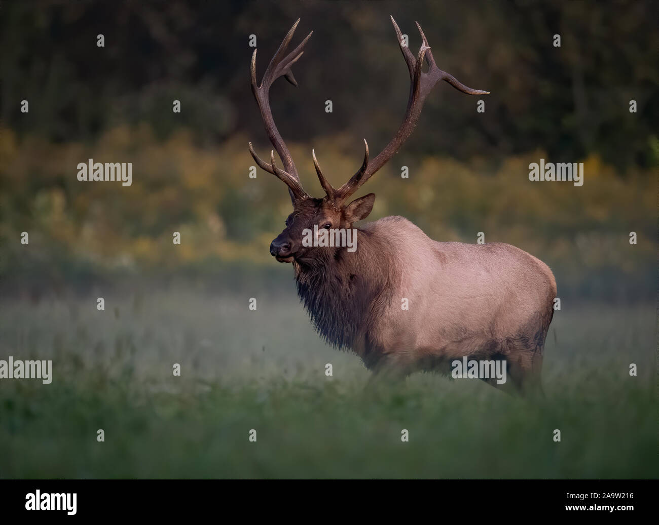 Elk during the rut Stock Photo - Alamy