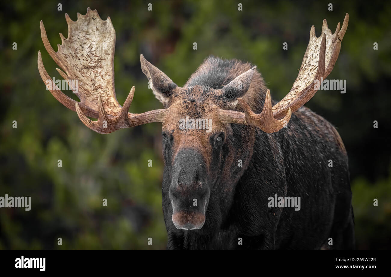 Moose chewing hi-res stock photography and images - Alamy