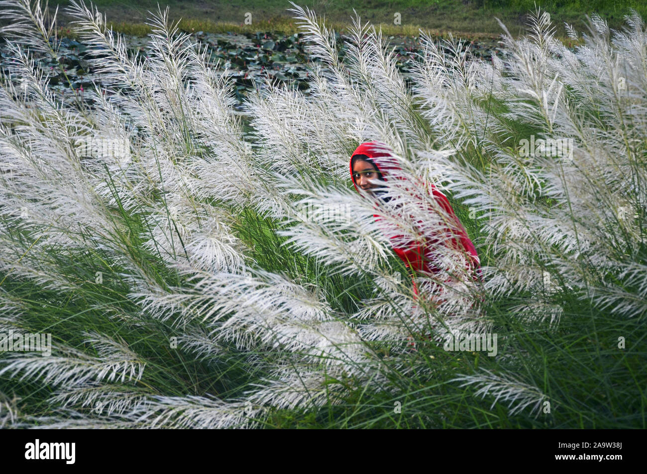 Kash phool hi-res stock photography and images - Alamy