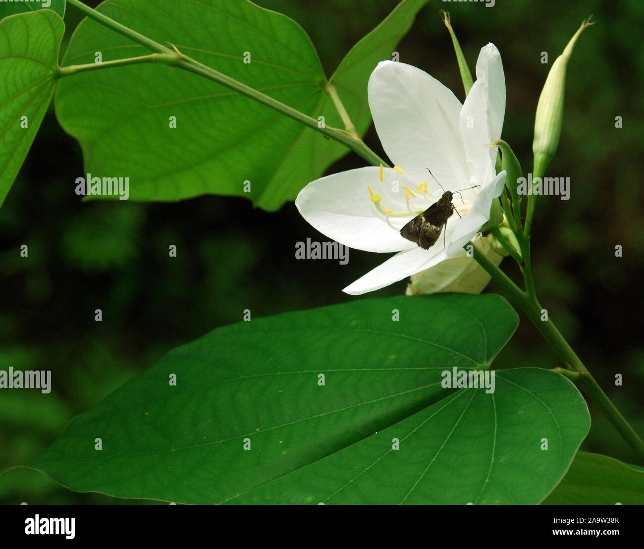 Kanchan flower hi-res stock photography and images - Alamy
