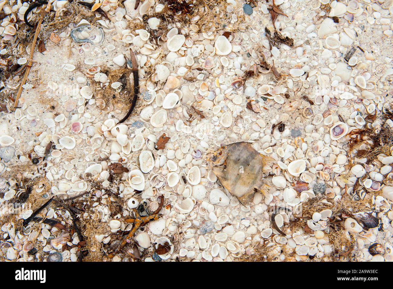 Red tide dead fish hi-res stock photography and images - Alamy