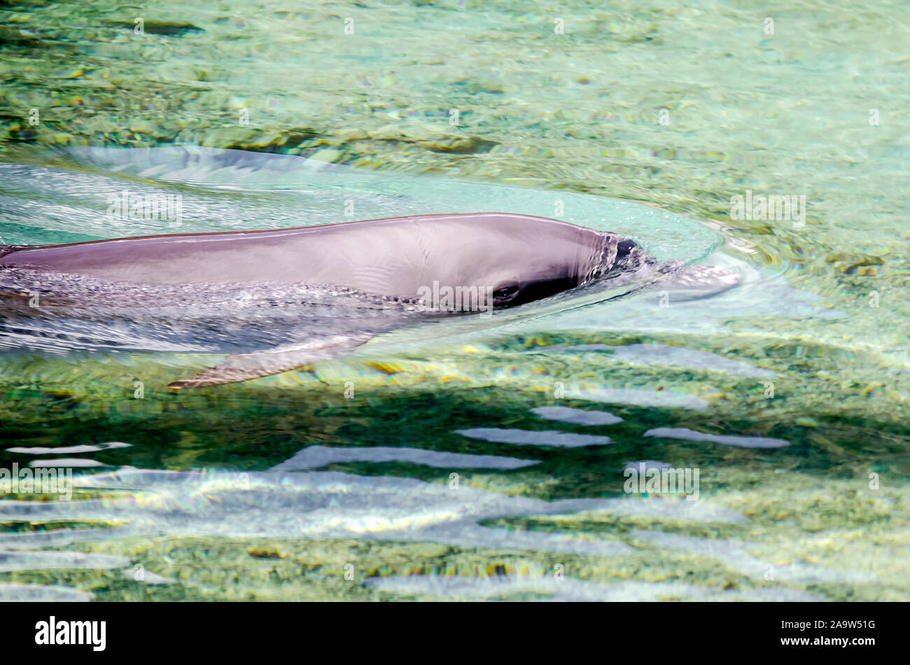 Dolphin floating in the turquoise lagoon of Moorea, French Polynesia ...