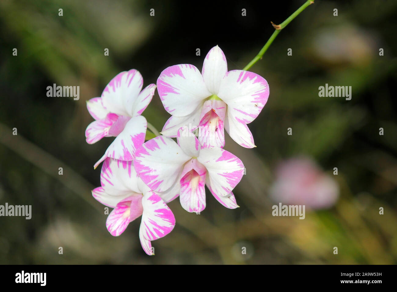 closeup of beautiful orchid flower with nature background Stock Photo ...