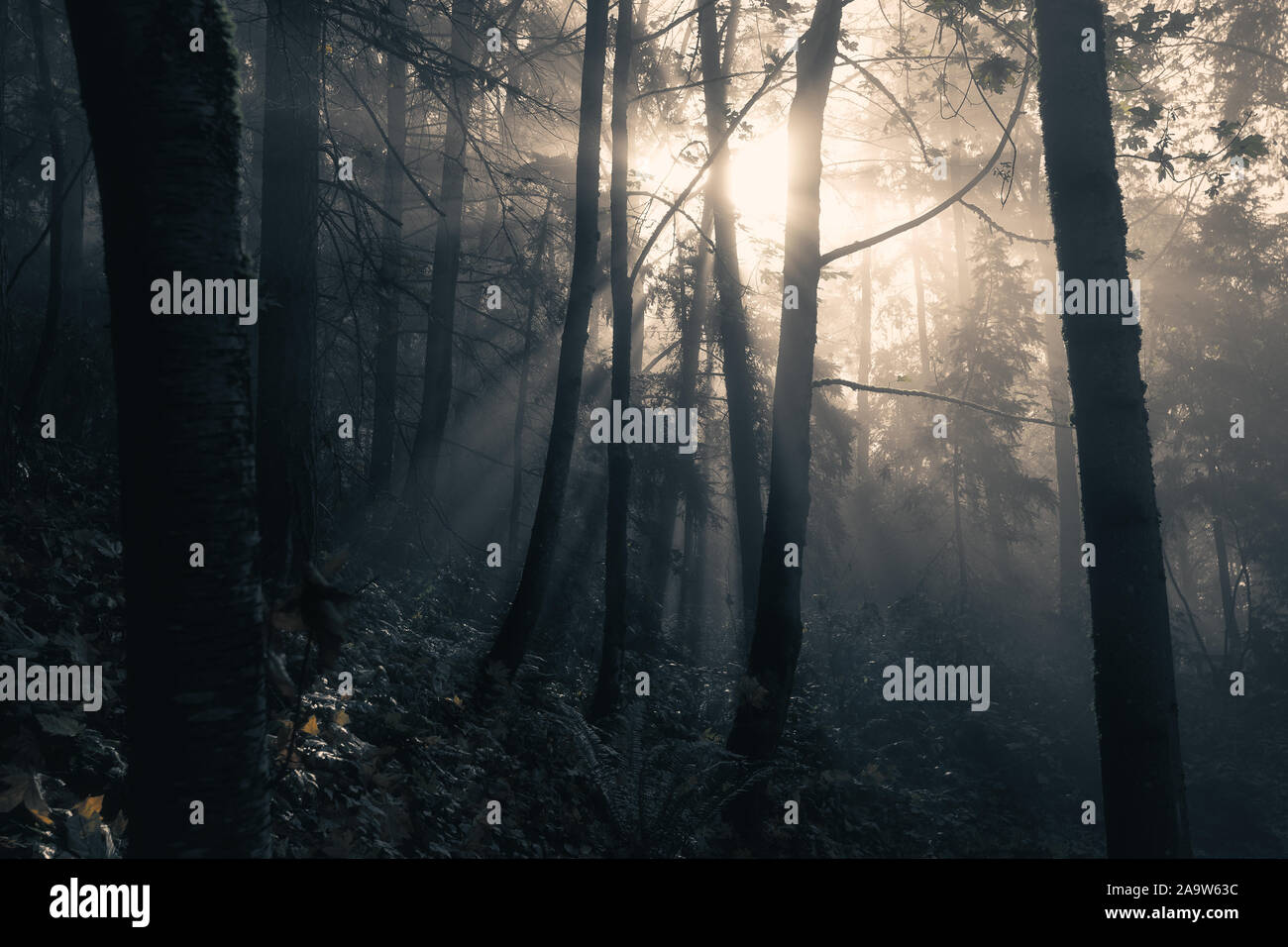 Morning light pierces through hi-res stock photography and images - Alamy