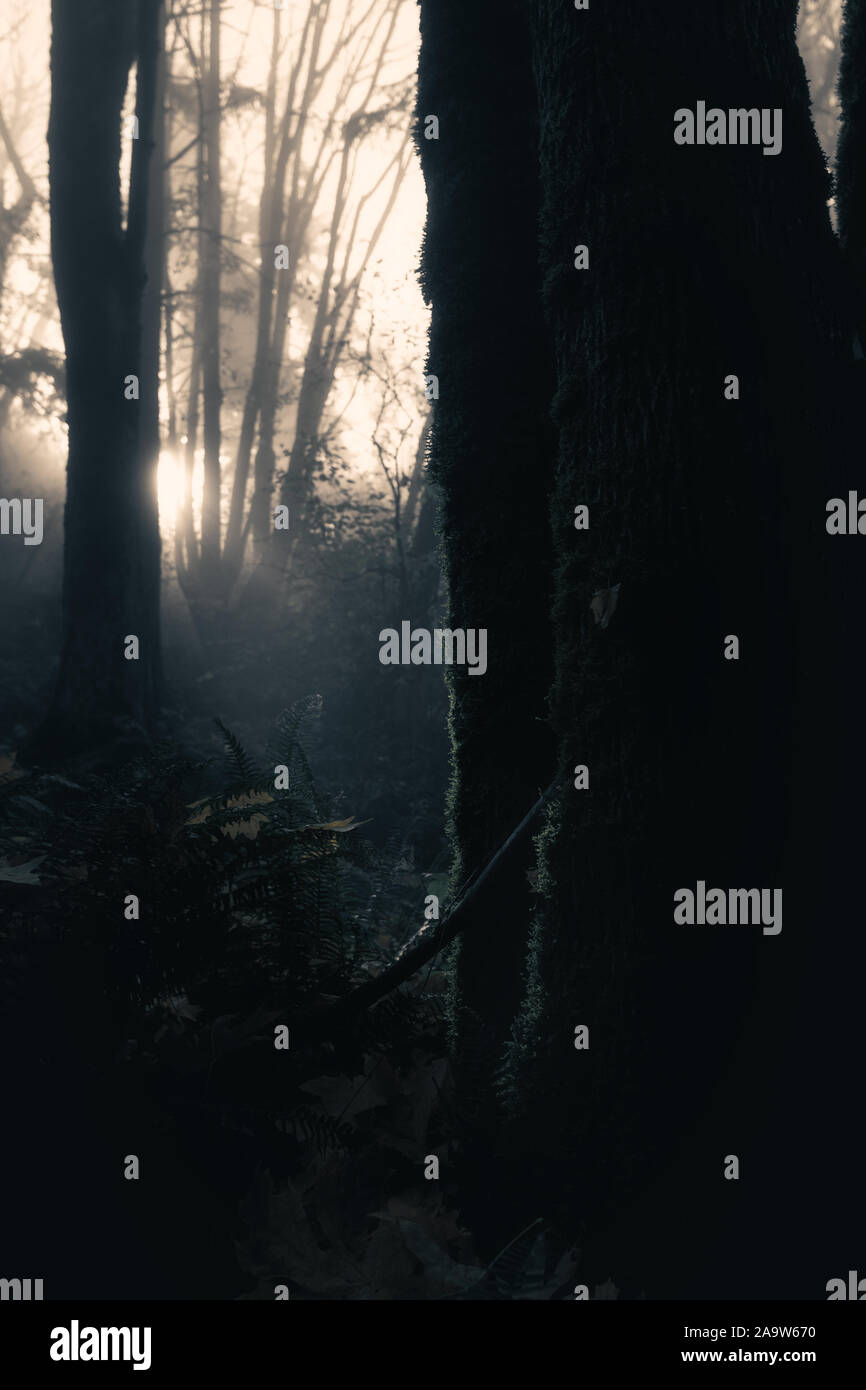 Morning light pierces through hi-res stock photography and images - Alamy