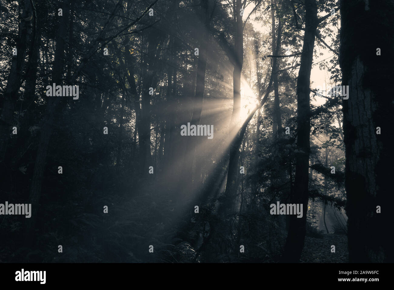 Morning light pierces through hi-res stock photography and images - Alamy