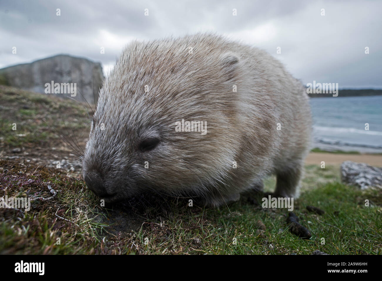 Common Wombat up close, Tasmania Stock Photo - Alamy
