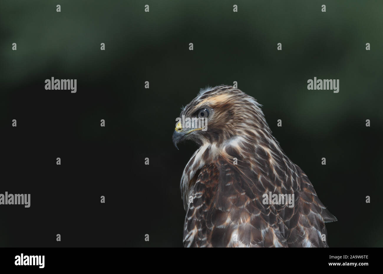 Cooper hawk hi-res stock photography and images - Alamy