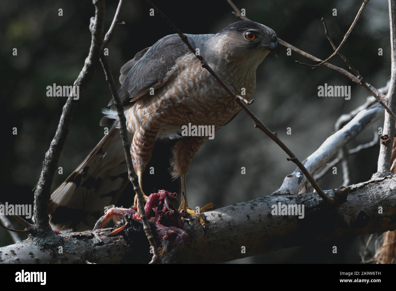 Sharp shinned hawk avian hi-res stock photography and images - Alamy