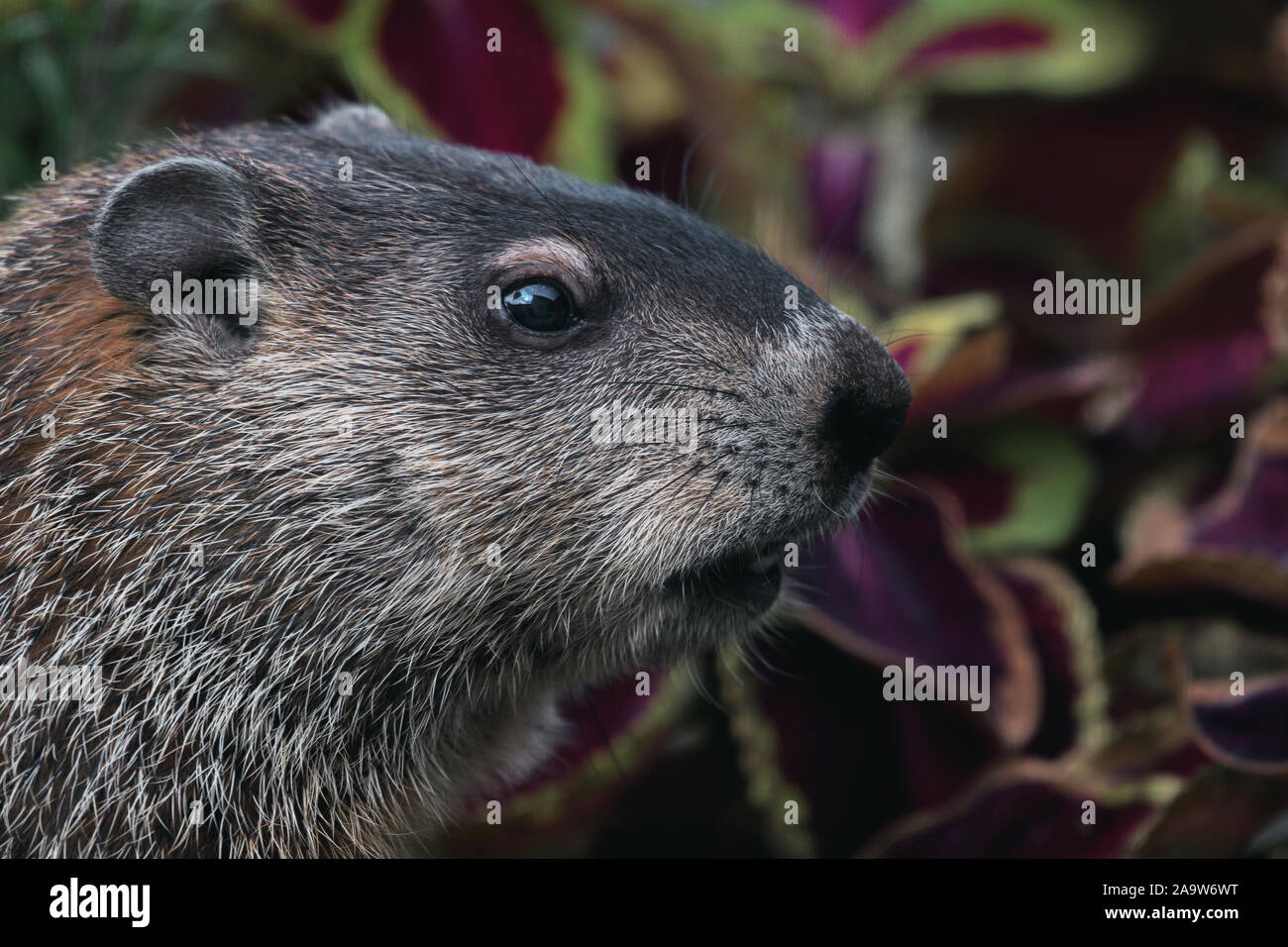 Close up groundhog hi-res stock photography and images - Alamy