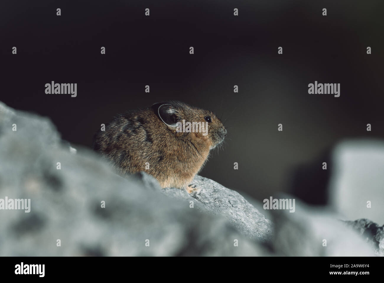 American pika glacier national park hi-res stock photography and images ...