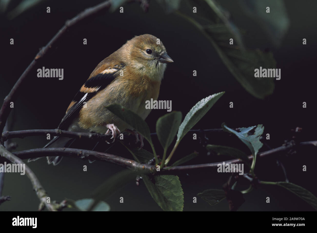 Young goldfinch hi-res stock photography and images - Alamy