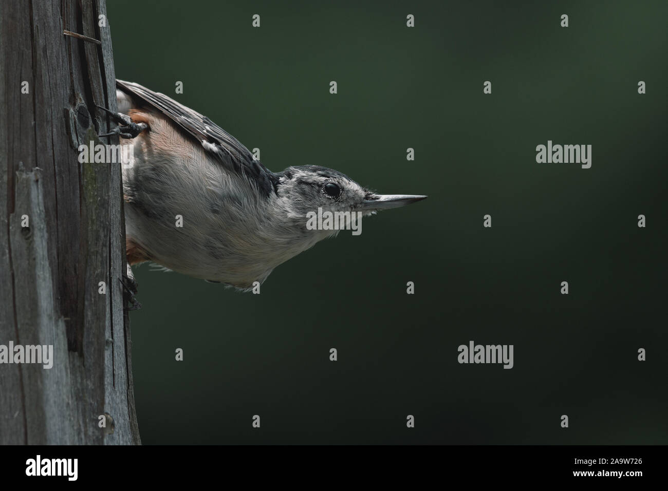 Nuthatch black background hi-res stock photography and images - Alamy