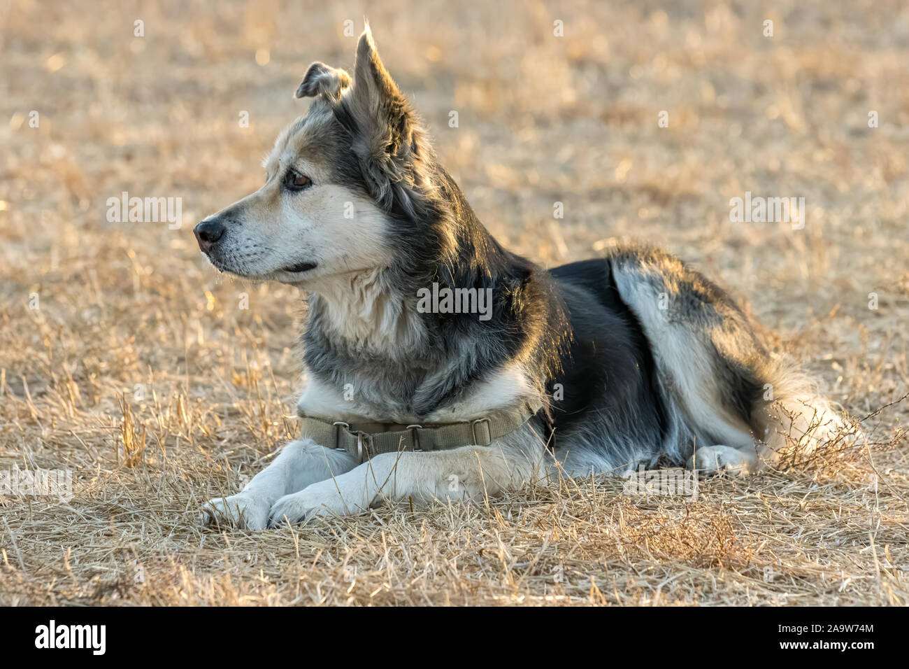 German Shepherd Husky Mix Puppies With Blue Eyes