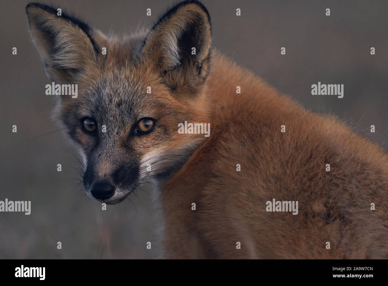 Young Red Fox on the Prairie at Dusk Stock Photo - Alamy