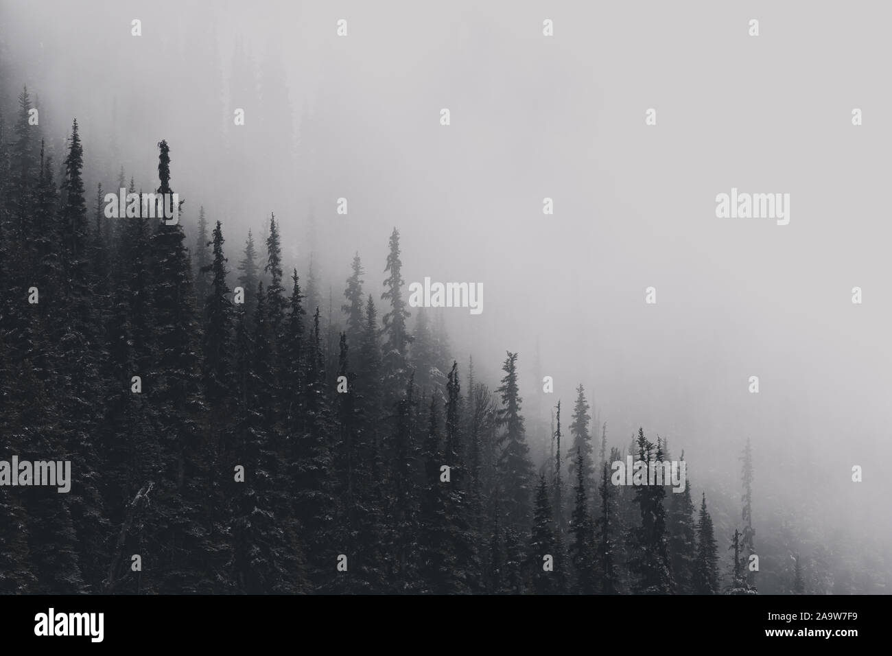 Misty Evergreens in Canadian Wilderness in Winter Stock Photo - Alamy