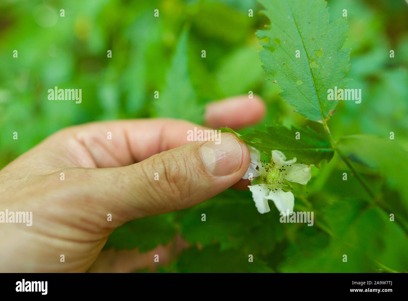 Bush tucker leaves hi-res stock photography and images - Alamy